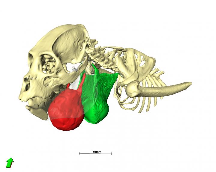 3-D Model of a Howler Monkey H [IMAGE] | EurekAlert! Science News Releases