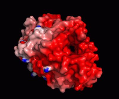 Enzyme 3-D Structure [IMAGE] | EurekAlert! Science News Releases