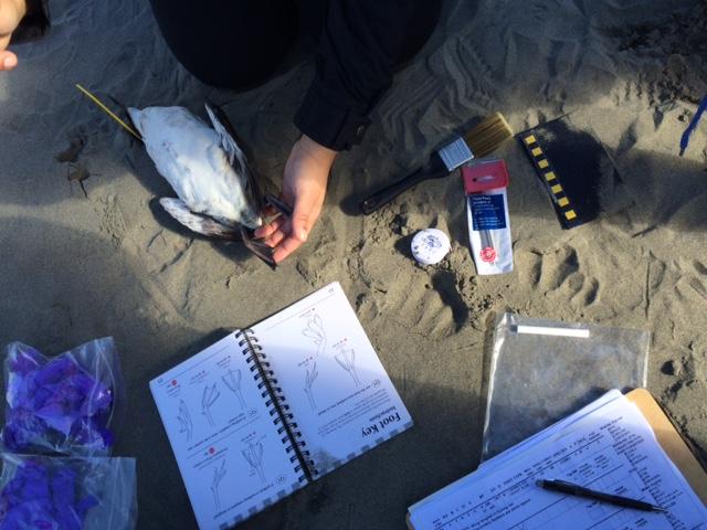 Dead Bird Identification [IMAGE] | EurekAlert! Science News Releases