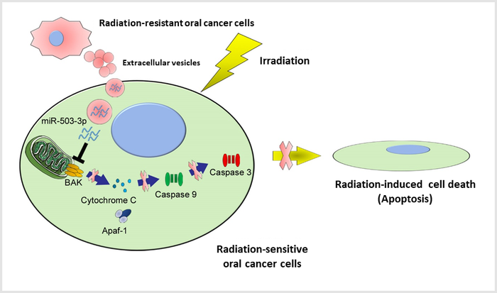 Mechanisms of radiation resist [IMAGE] | EurekAlert! Science News Releases