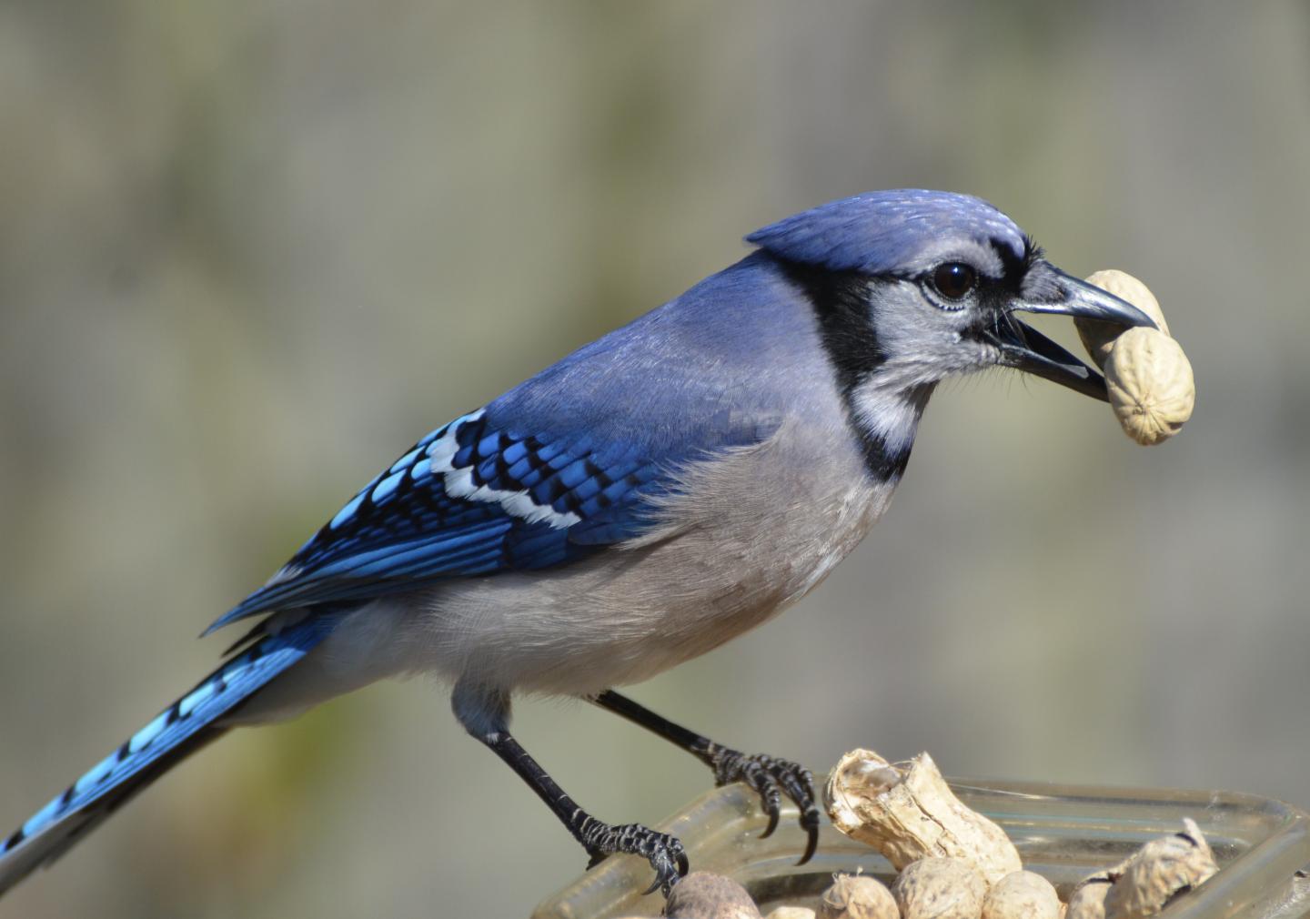 Google searches reveal popular bird species | EurekAlert!