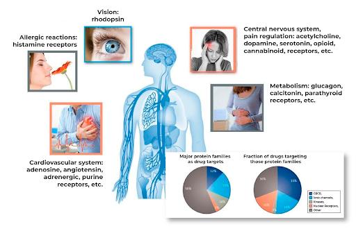 GPCR Family Receptors [IMAGE] | EurekAlert! Science News Releases