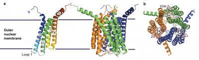 LTC4 Synthase Overall Structur [IMAGE] | EurekAlert! Science News Releases