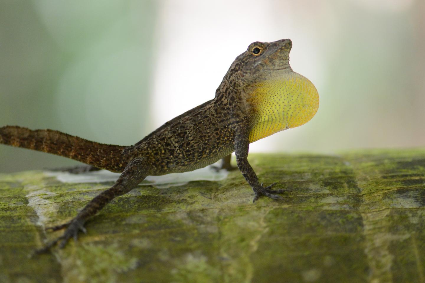 Lizard activity levels can help scientists pr | EurekAlert!