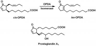 Conflict between plant and animal hormones in | EurekAlert!