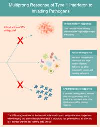 Interfering with interferon | EurekAlert!