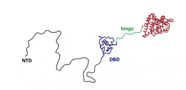 Androgen Receptor Structure [IMAGE] | EurekAlert! Science News Releases