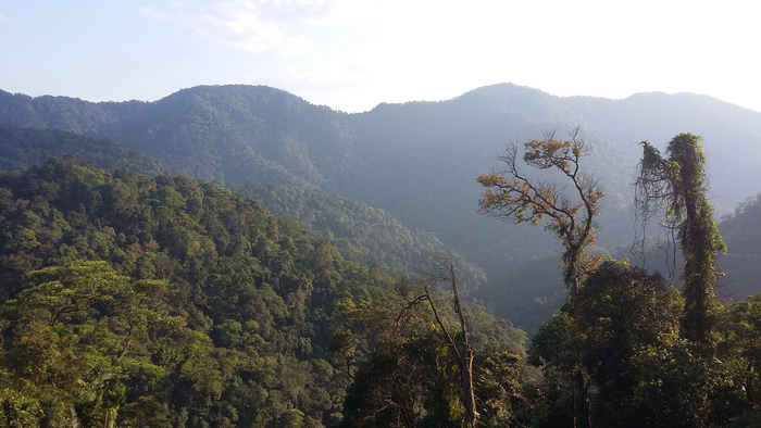 Tropical forests, SE Asia [IMAGE] | EurekAlert! Science News Releases