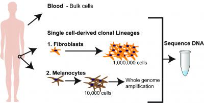 Even skin shielded from the sun accumulates g | EurekAlert!