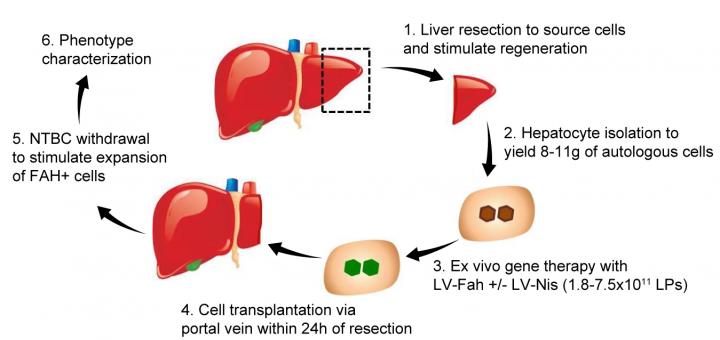 Gene Therapy Regenerates Diseased Liver in Pi | EurekAlert!