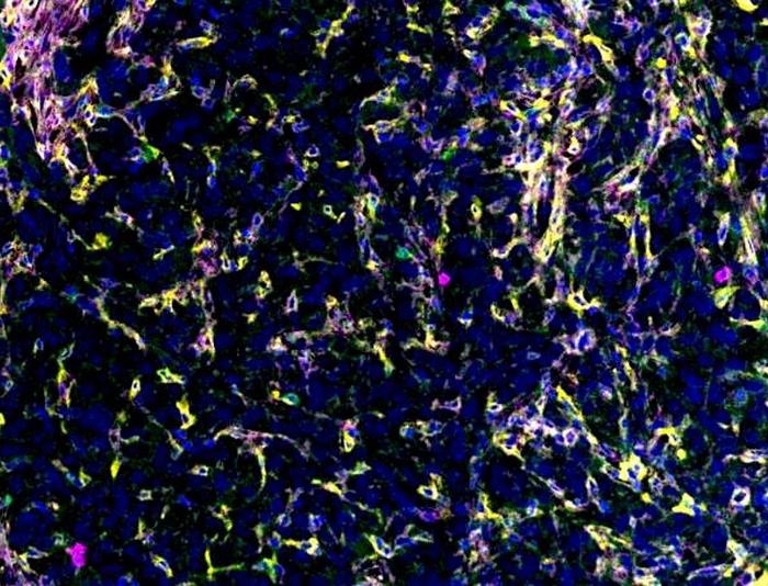 Immune Cells [IMAGE] | EurekAlert! Science News Releases