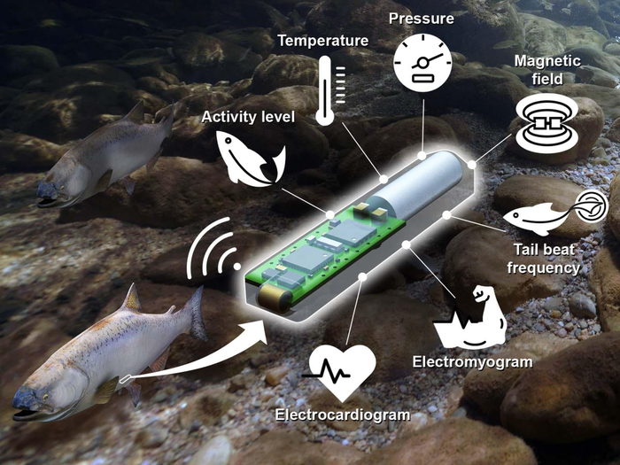 A new “Fitbit” for fish spills secret life of | EurekAlert!