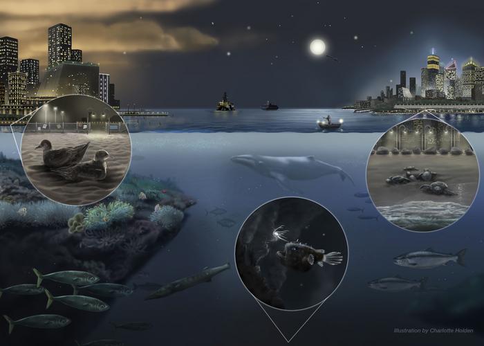 Marine Ecosystem Graphic [IMAGE] | EurekAlert! Science News Releases