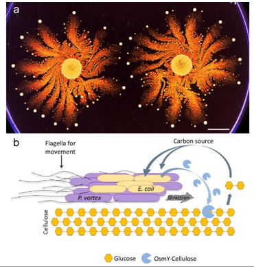 The consortium of motile and cellulose degrad | EurekAlert!