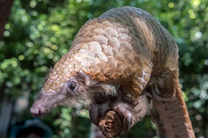 White bellied pangolin [IMAGE] | EurekAlert! Science News Releases