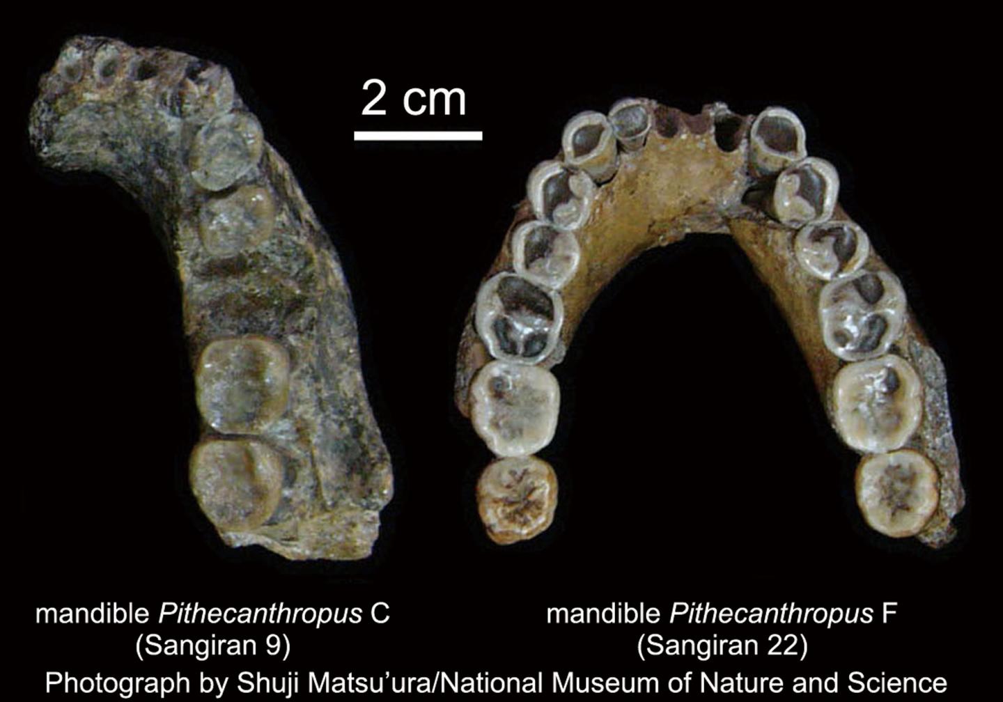 Early Humans Arrived in Southeast Asia Later | EurekAlert!