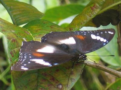 Male Butterflies Bounce Back 2 [IMAGE] | EurekAlert! Science News Releases