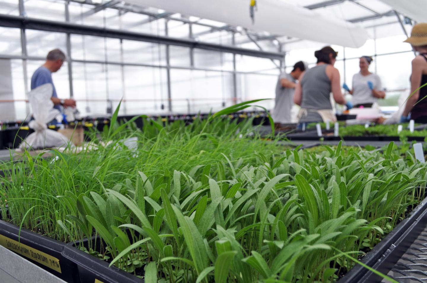 Ready for the Fungi Farm? [IMAGE] | EurekAlert! Science News Releases