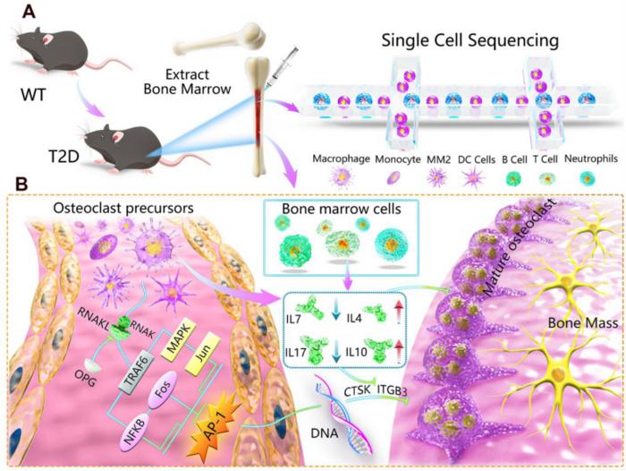 Decoding bone health: Single-cell insights in | EurekAlert!