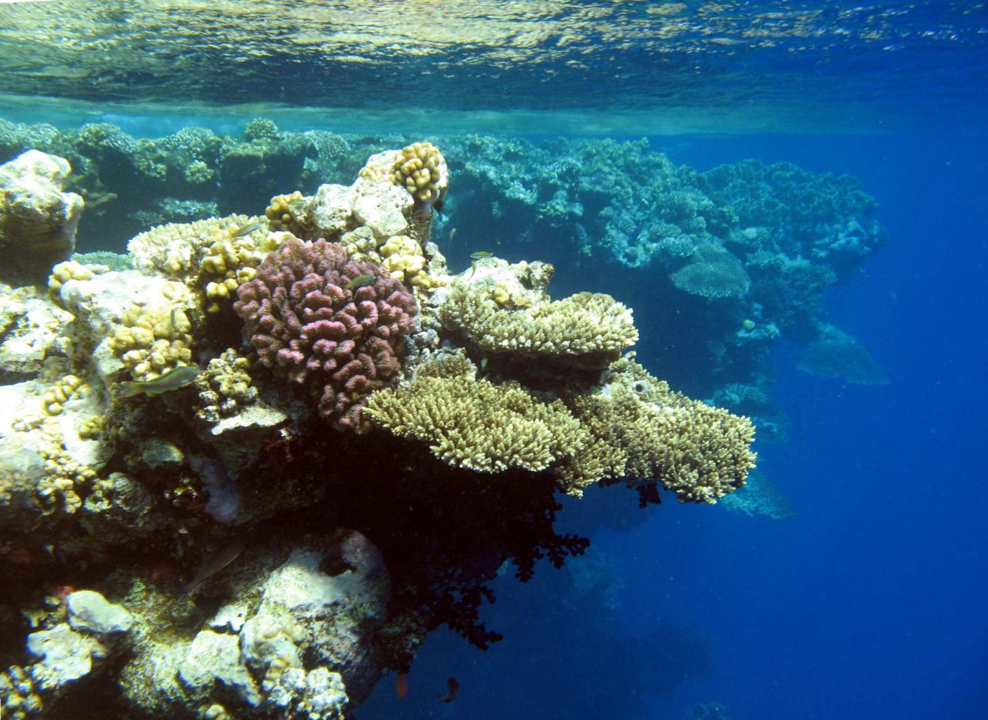 Tara Oceans Expedition Yields Treasure Trove | EurekAlert!