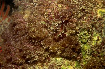 Bugula neritina 3 (of 3 [IMAGE] | EurekAlert! Science News Releases