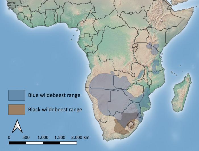 Map of wildebeest distribution [IMAGE] | EurekAlert! Science News Releases