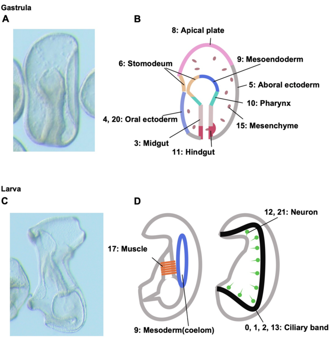 (Fig. 2) Schematic drawing of [IMAGE] | EurekAlert! Science News Releases