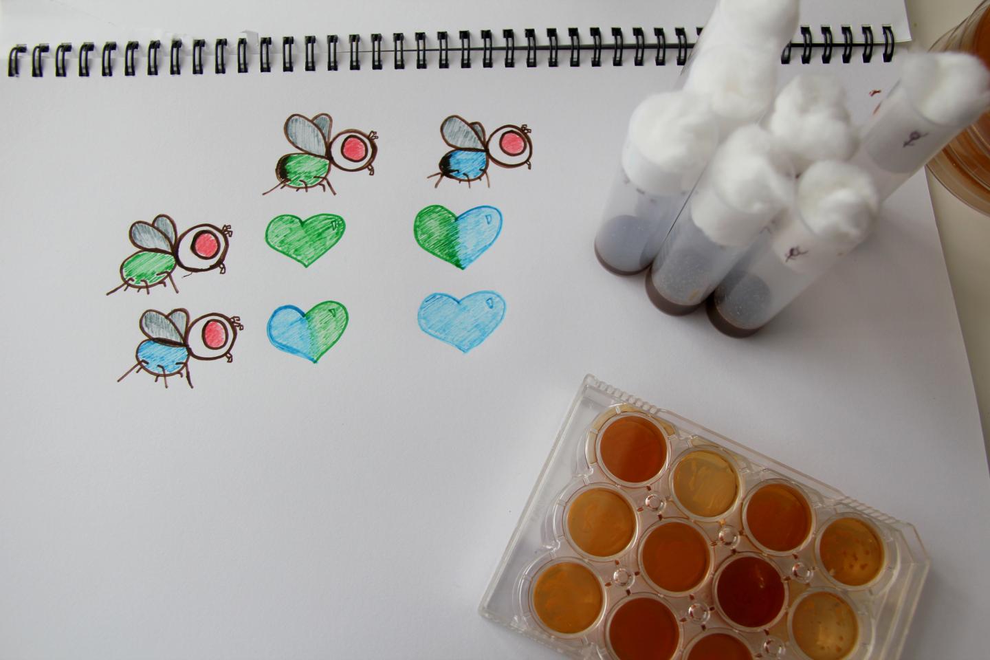 Fruit Flies and Gut Bacteria w [IMAGE] | EurekAlert! Science News Releases