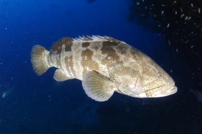Orange-Spotted Grouper [IMAGE] | EurekAlert! Science News Releases