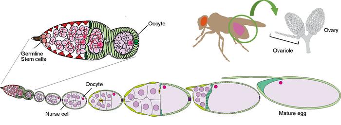 Fig. 1 [IMAGE] | EurekAlert! Science News Releases