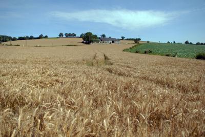 The Near-Complete Genome of Bread Wheat (3 of | EurekAlert!