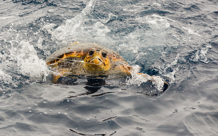 Sea turtle bycatch_Philip Mill [IMAGE] | EurekAlert! Science News Releases