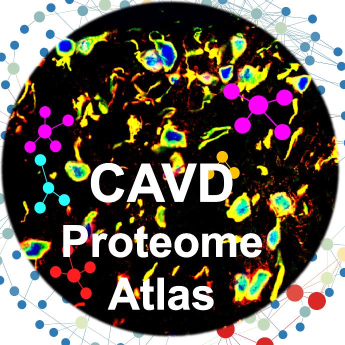 A molecular atlas of calcific aortic valve di | EurekAlert!