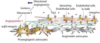Ang1 Protein Soothes the Retina (2 of 2) | EurekAlert!
