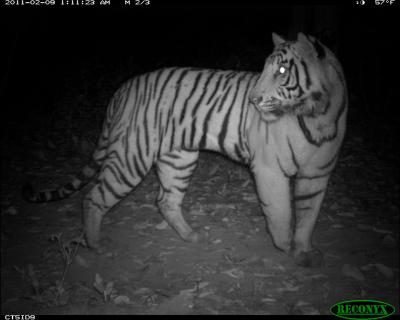 Tiger in Camera Trap [IMAGE] | EurekAlert! Science News Releases