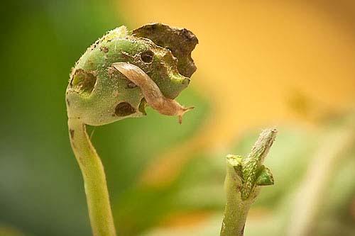 Slug on Soybean [IMAGE] | EurekAlert! Science News Releases