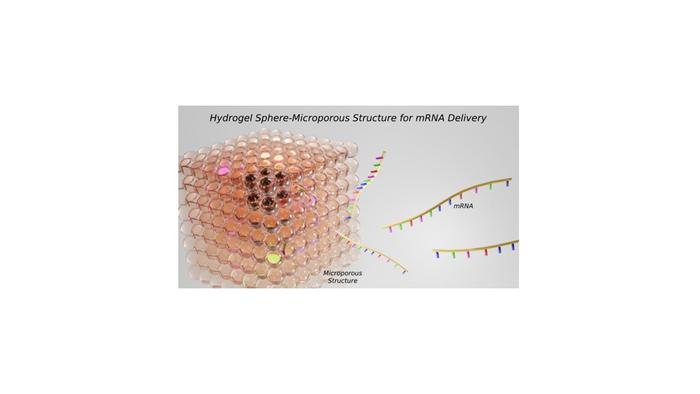 Hydrogel Spheres Compose a Mic [IMAGE] | EurekAlert! Science News Releases