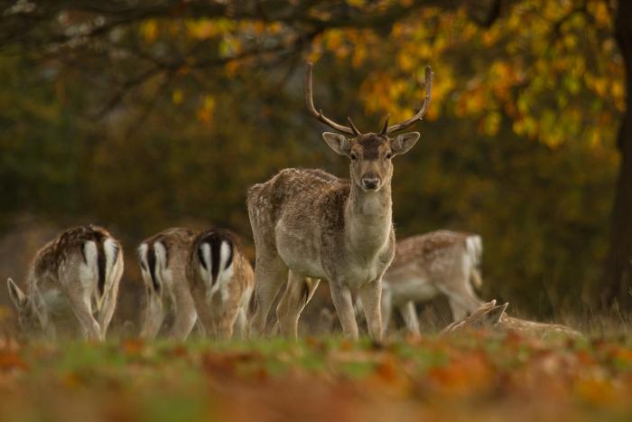 Image of a Fallow Deer [IMAGE] | EurekAlert! Science News Releases