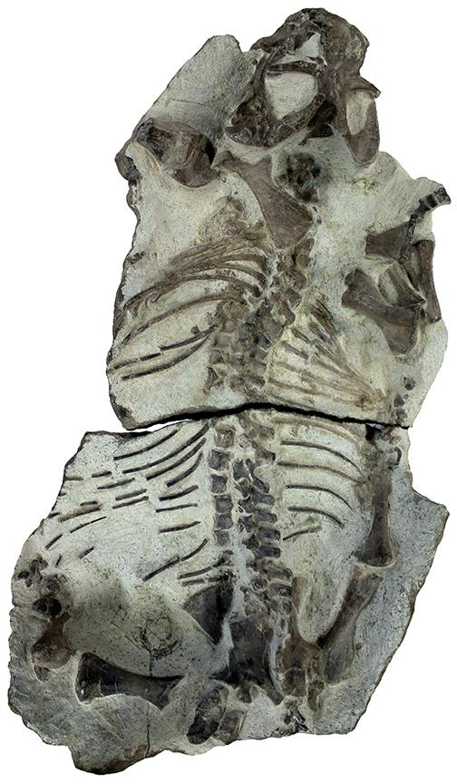 Lystrosaurus from Kat [IMAGE] | EurekAlert! Science News Releases
