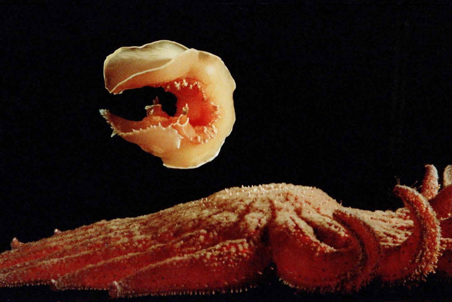 Tritonia Escape Swim [IMAGE] | EurekAlert! Science News Releases