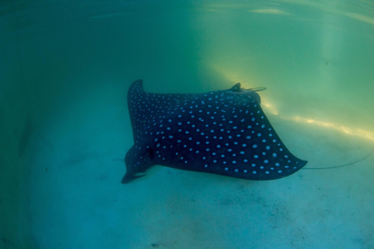 The whitespotted eagle ray (Ae [IMAGE] | EurekAlert! Science News Releases