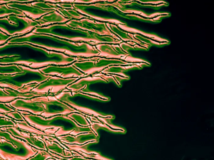 Hyphal mycelium [IMAGE] | EurekAlert! Science News Releases