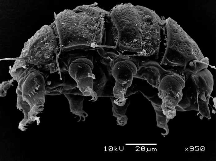 Tardigrades, microscopic anima [IMAGE] | EurekAlert! Science News Releases