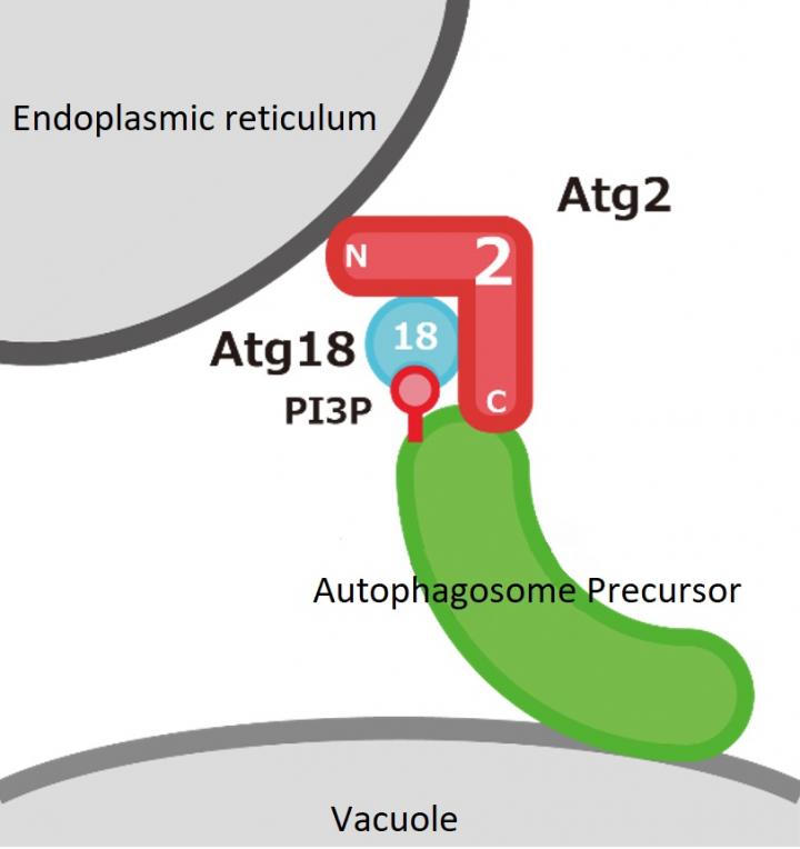 Atg2-Atg18 Complex [IMAGE] | EurekAlert! Science News Releases