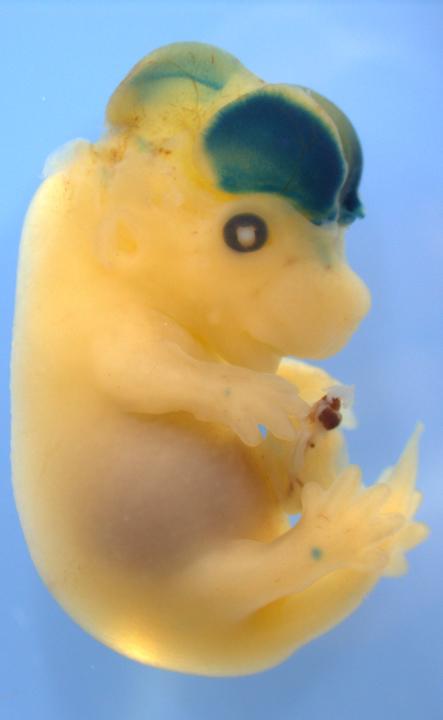 Mouse Embryo [IMAGE] | EurekAlert! Science News Releases