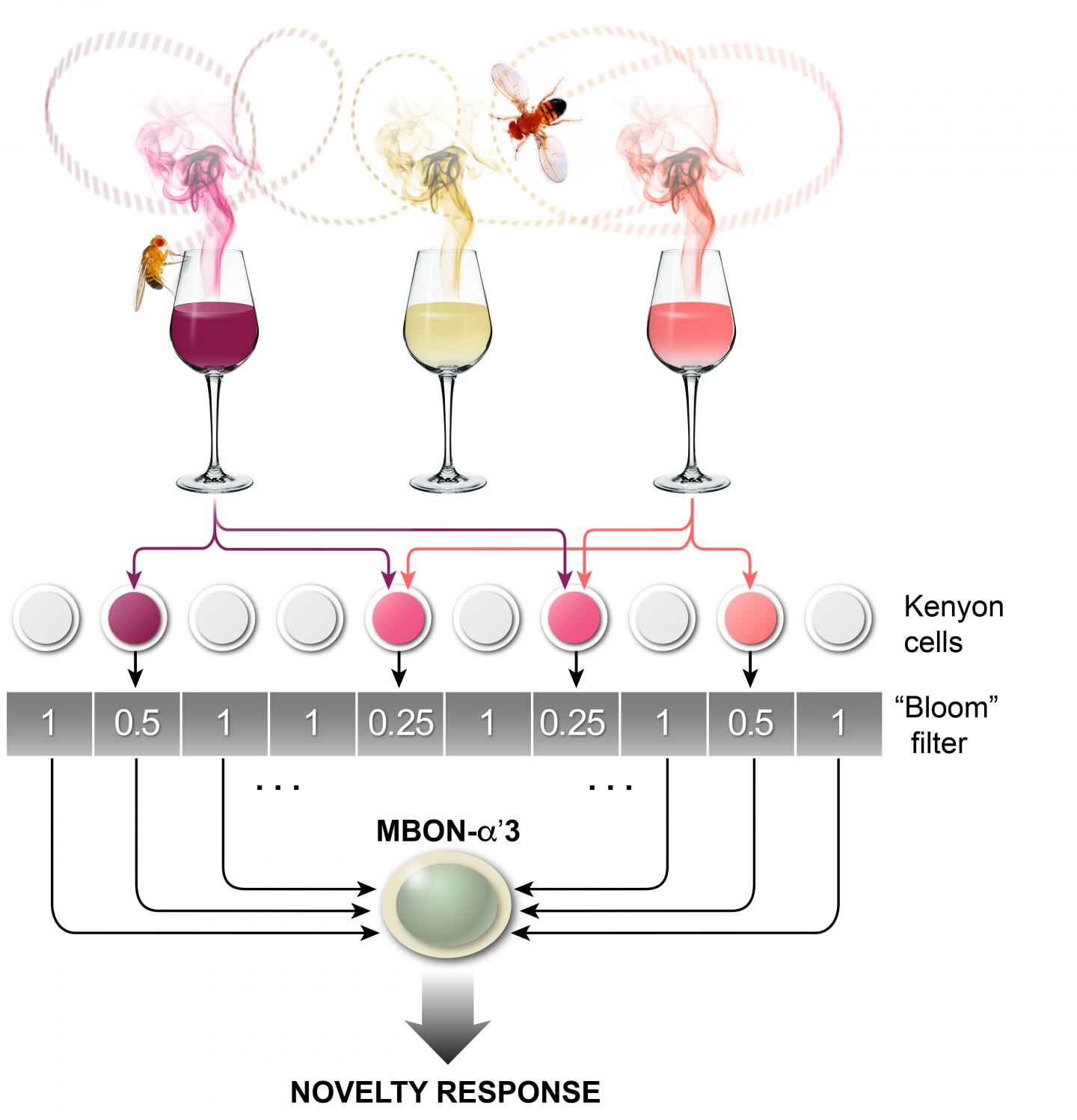 Fly Bloom Filter [IMAGE] | EurekAlert! Science News Releases