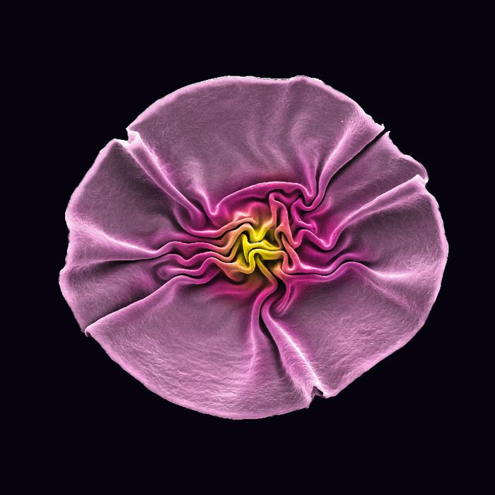 "Flowers" from phages [IMAGE] | EurekAlert! Science News Releases