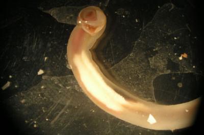 Shipworm threatens archaeological treasures | EurekAlert!