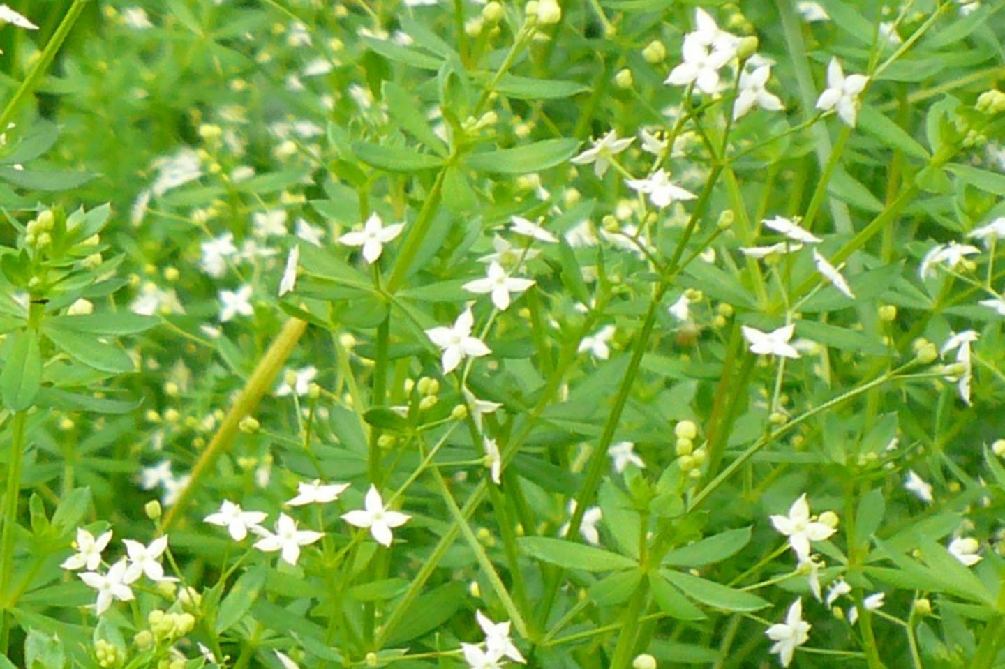 White Bedstraw [IMAGE] | EurekAlert! Science News Releases