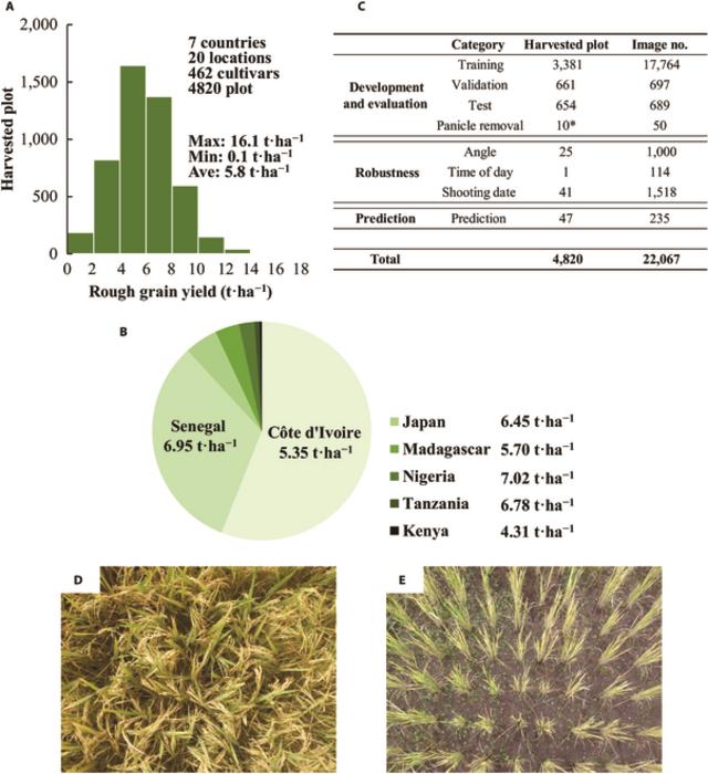Revolutionizing rice yield prediction: Ground | EurekAlert!